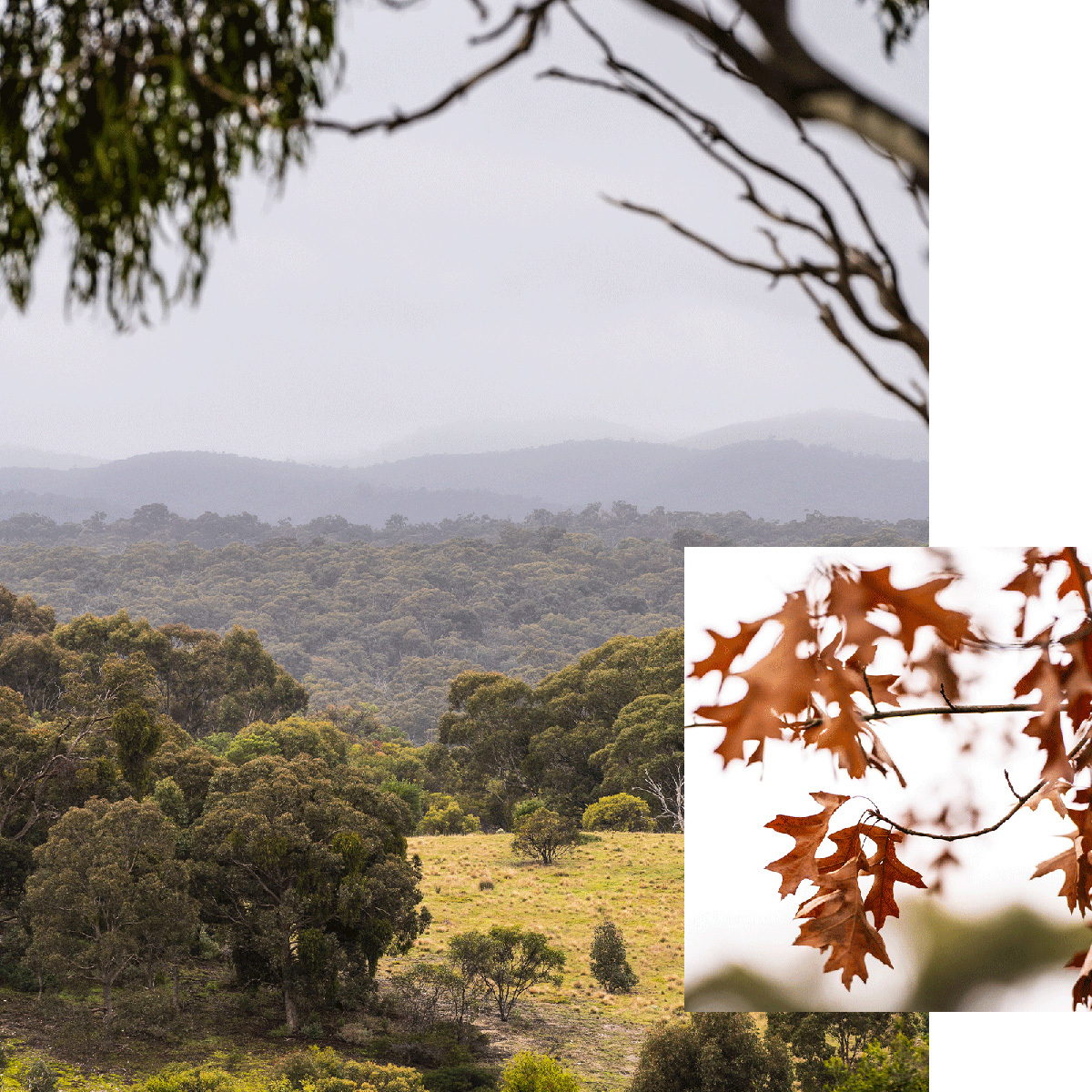 Macedon Ranges Shire | Jellis Craig