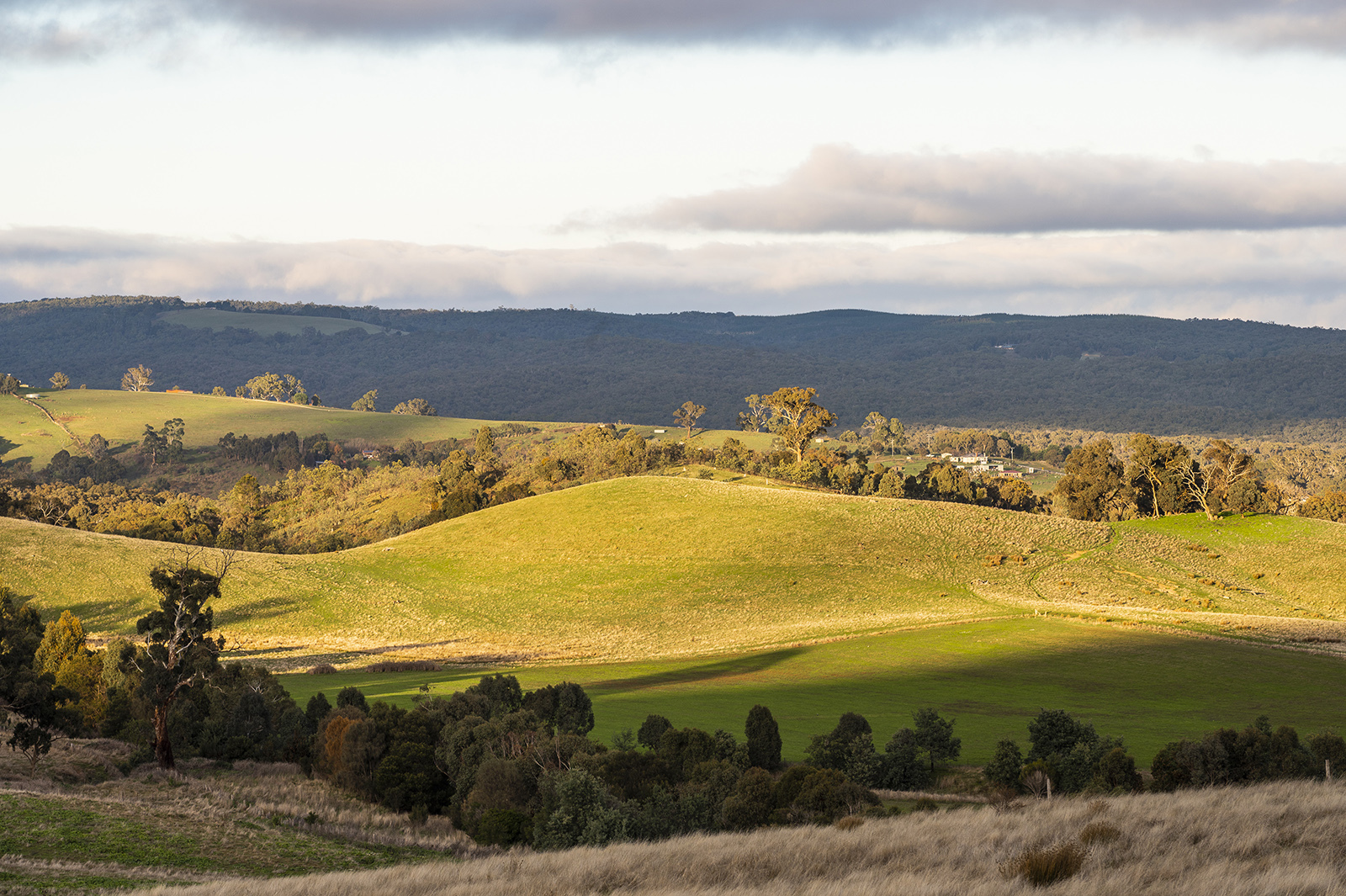 Macedon Ranges Shire | Jellis Craig
